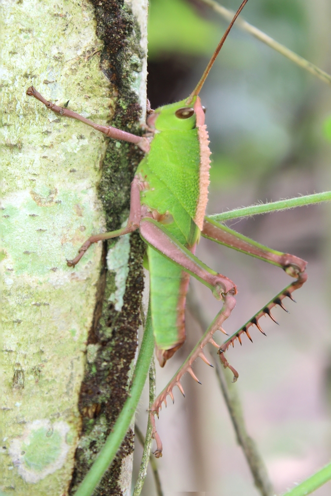 Lubber Grasshoppers from Tambopata, Peru on October 24, 2018 at 07:50 ...