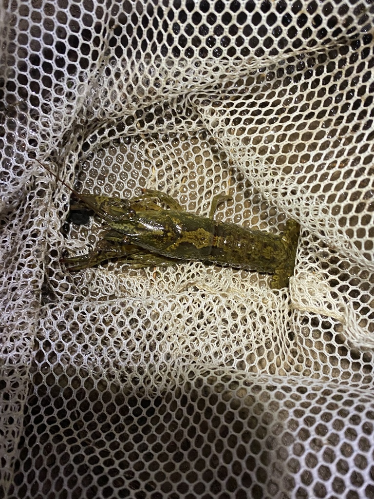 Calico Crayfish from Central Frontenac, ON, CA on July 30, 2024 at 02: ...