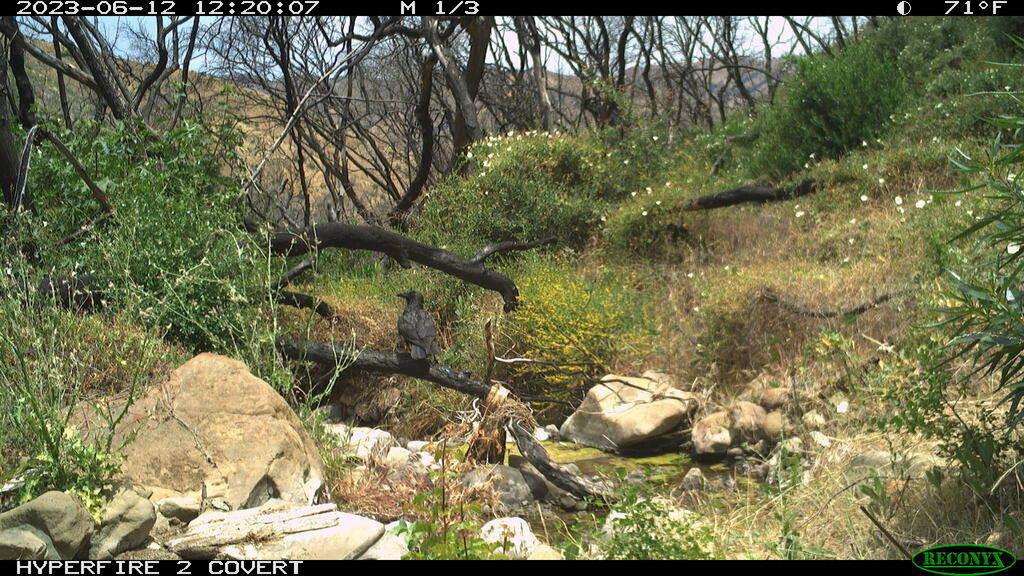 Common Raven from Solano County, CA, USA on June 12, 2023 at 12:20 PM ...