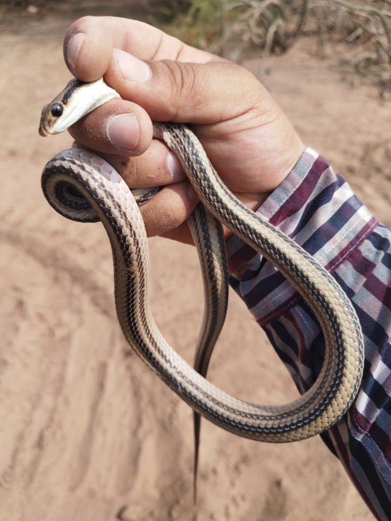 Big Bend Patchnose Snake from La Escuelita, 85510 Vícam, Son., México ...