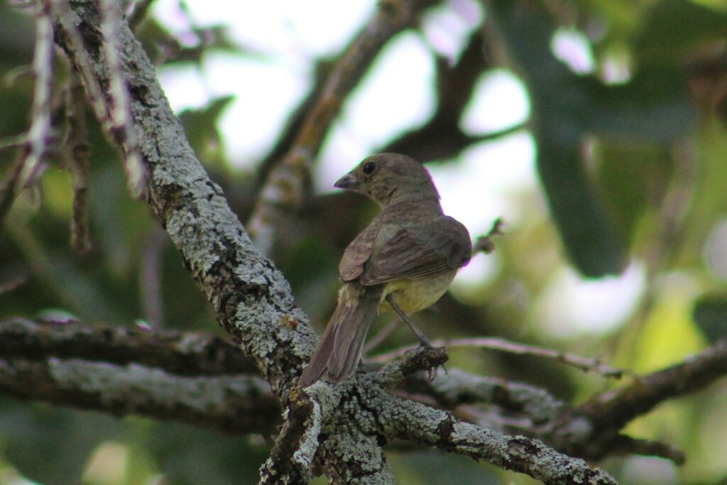 Painted Bunting in August 2024 by centex · iNaturalist