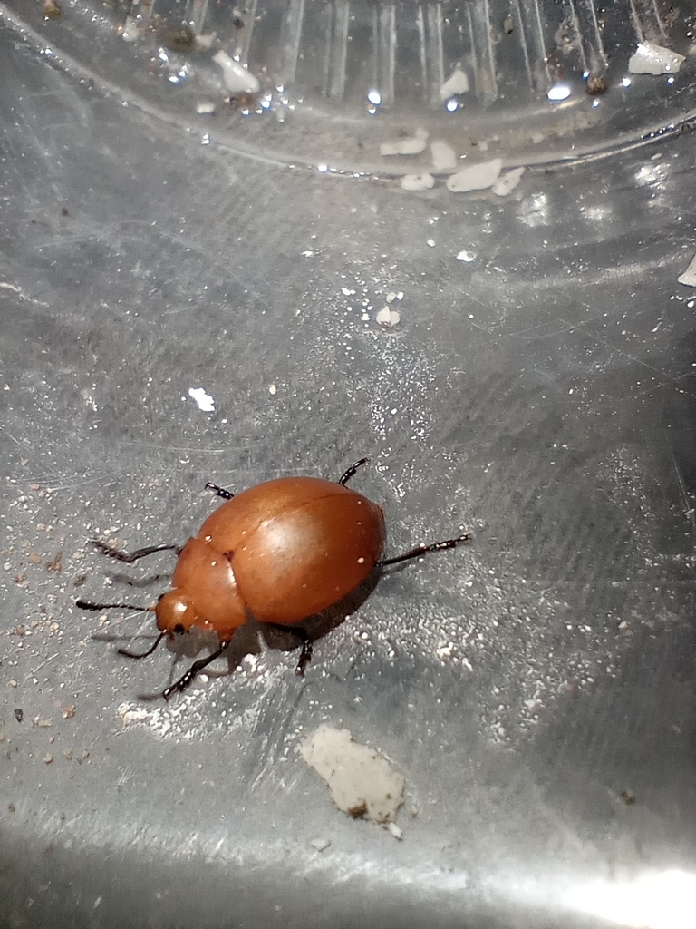 Cucujiform Beetles from Tonalá, MX-JA, MX on August 1, 2024 at 04:43 PM ...
