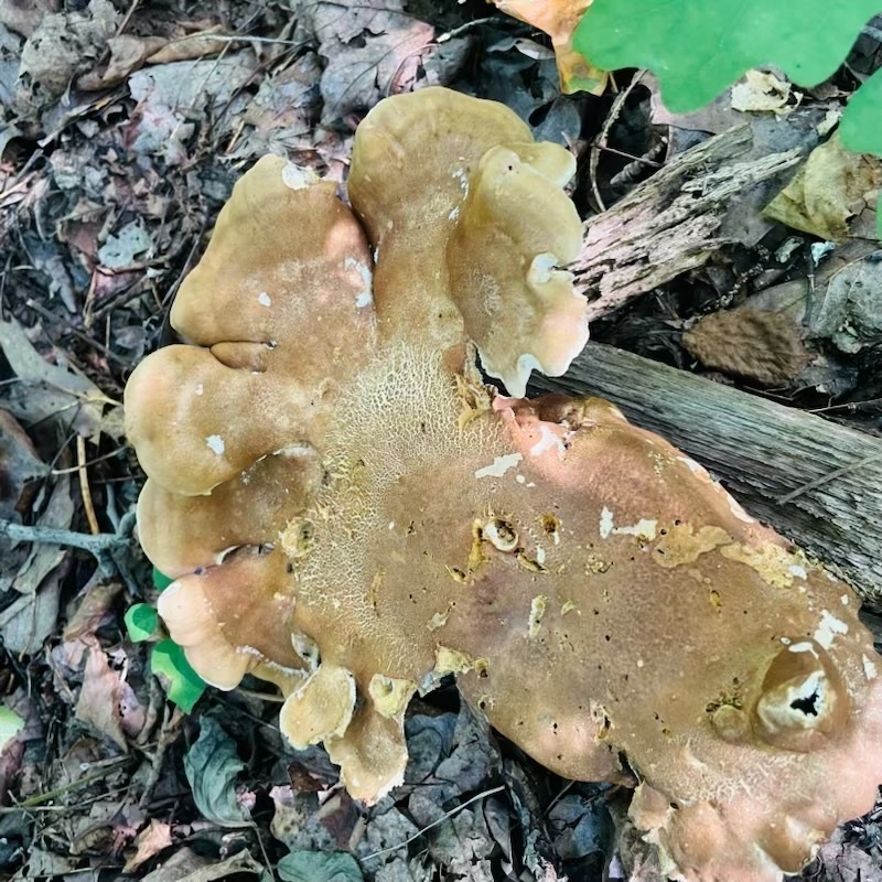 Bay Polypore from St. Francois State Park, Bonne Terre, MO, US on ...
