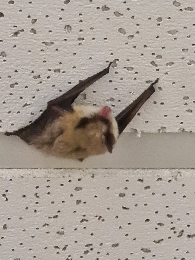 California Myotis from 83563 Son., México on June 15, 2024 at 02:31 PM ...