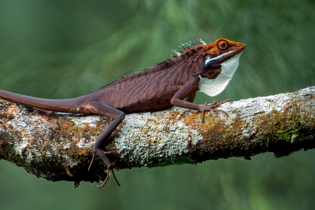 Marbled Crested Lizard from PMG7+92M, Infanta, Quezon, Philippines on ...