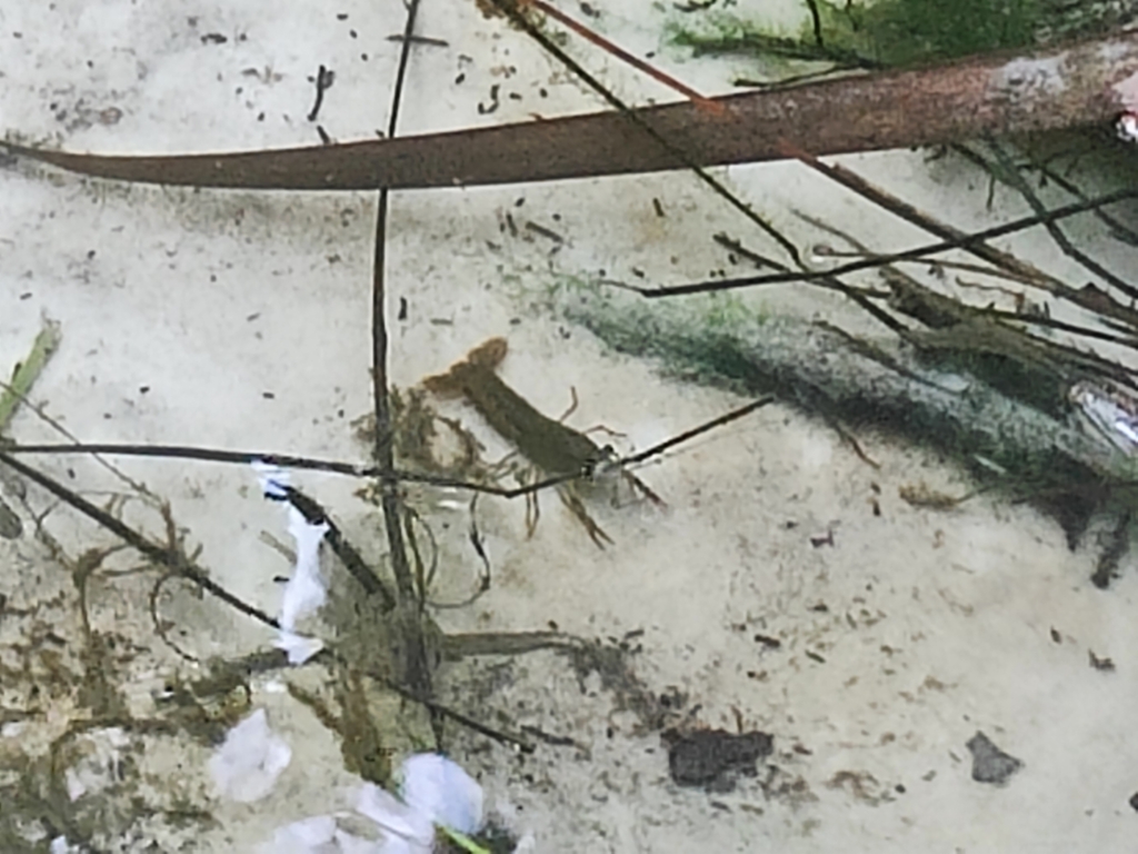 Red Swamp Crayfish from Woodland Acres, Jacksonville, FL 32211, USA on ...