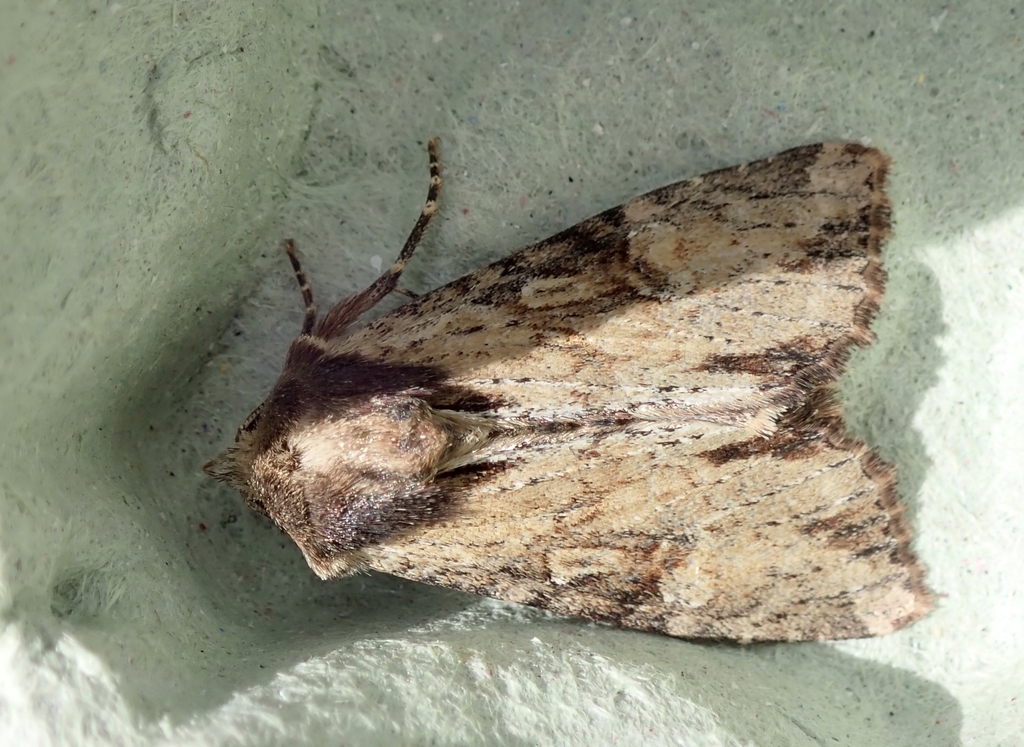 Clouded-bordered Brindle from Duntocher, Clydebank G81, UK on June 09 ...