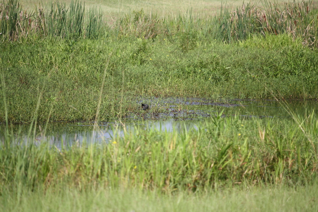 Common Gallinule from Berrien County, GA, USA on August 1, 2024 at 05: ...