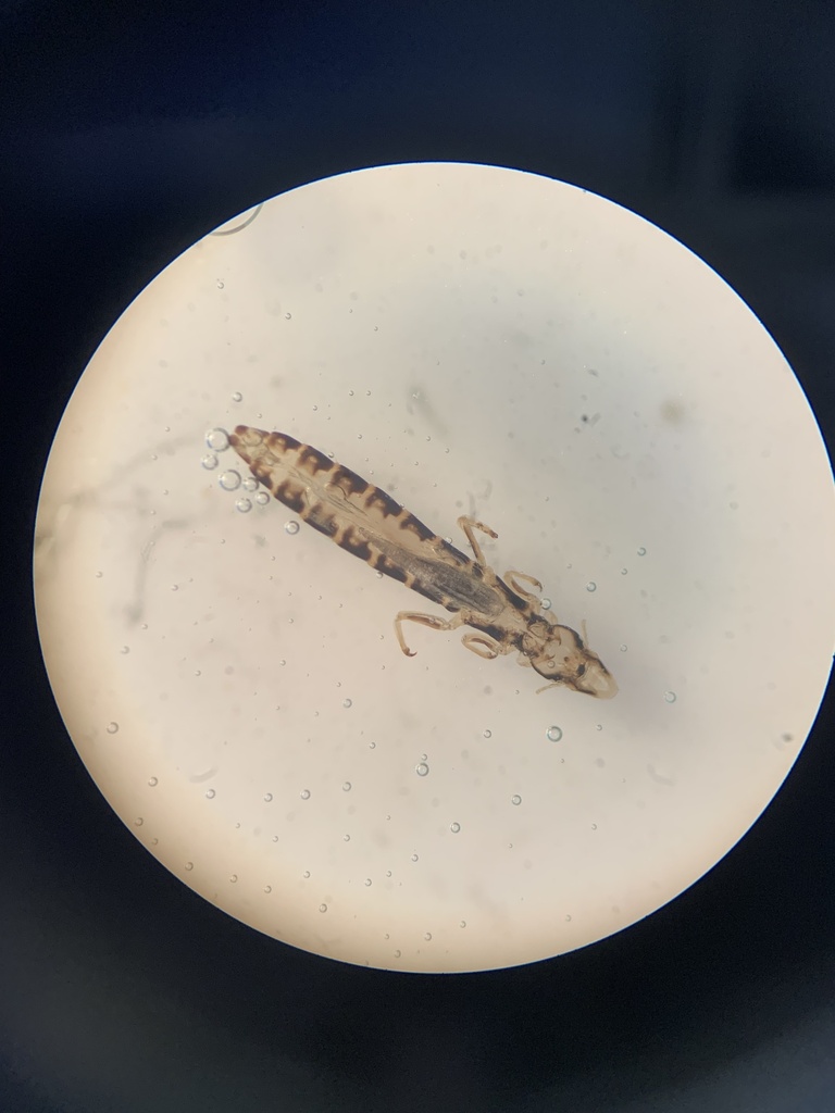 Anaticola magnificus from Massey University, Palmerston North, Manawatū ...