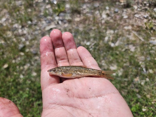 Sevier River Speckled Dace (Subspecies Rhinichthys osculus adobe ...