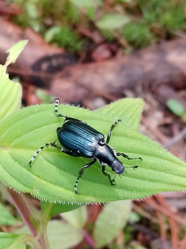 Water, Rove, Scarab, Long-horned, Leaf, and Snout Beetles from 70857 ...