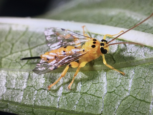 Xanthopimpla pedator · iNaturalist