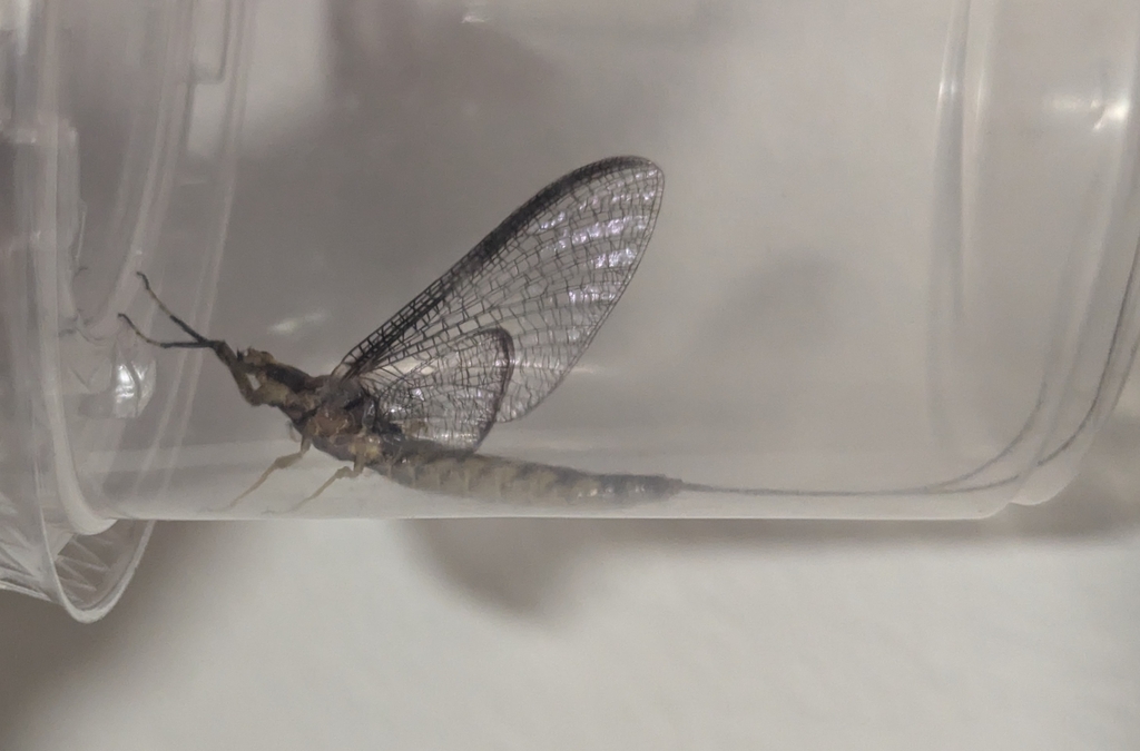 Giant Mayflies from East Lansing, MI, USA on August 1, 2024 at 09:03 PM ...
