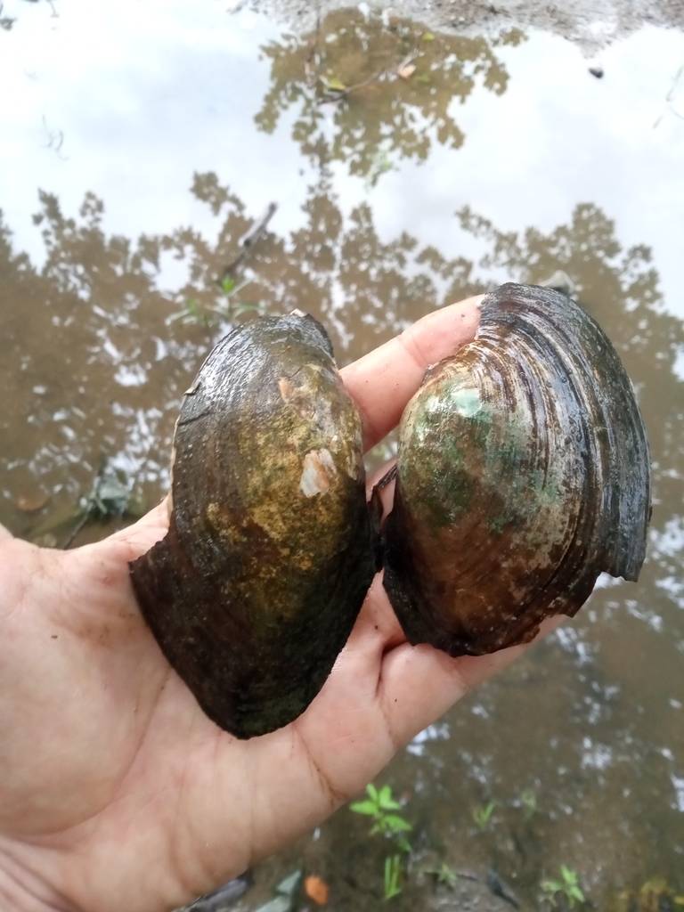 Giant Floater from North Central, Indianapolis, IN, USA on August 1 ...