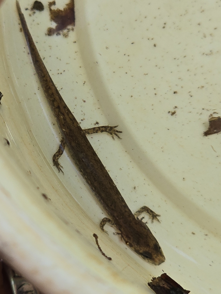 Southern Two-lined Salamander from Fuquay-Varina, NC 27526, USA on July ...