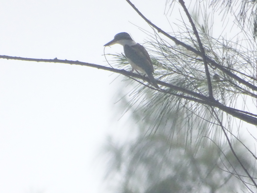 Collared Kingfisher from Pulau Rambut, Kepulauan Seribu Regency ...