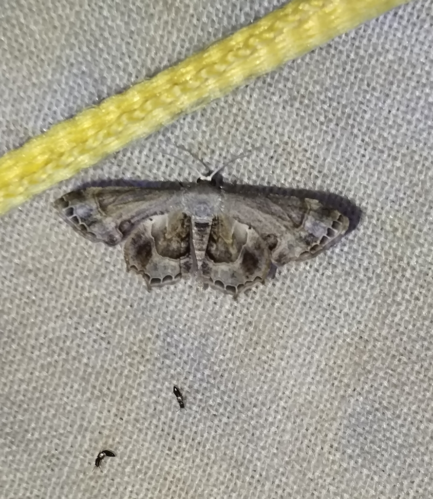 Phazaca theclata from Udham Singh Nagar, IN-UT, IN on July 30, 2024 at ...