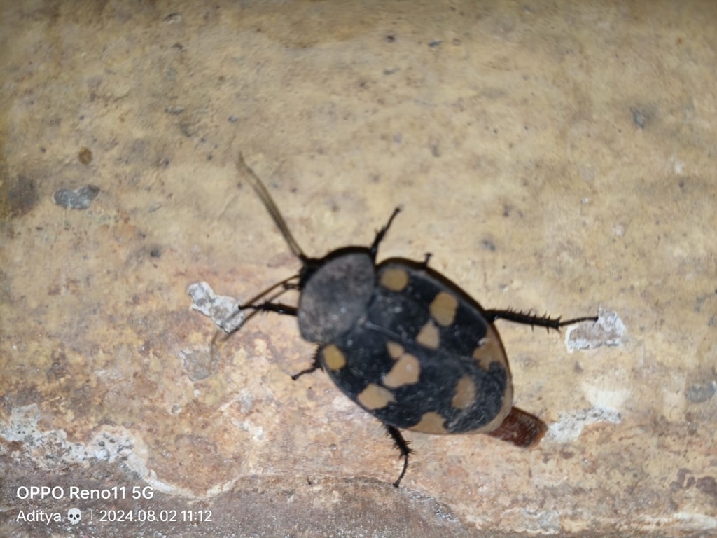 Therea nuptialis from NAC Chhak, main road, Jatni, Khordha, Odisha ...