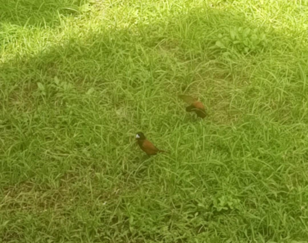 Chestnut Munia from 3JRC+PJ7, Nasugbu, Batangas, Philippines on August ...