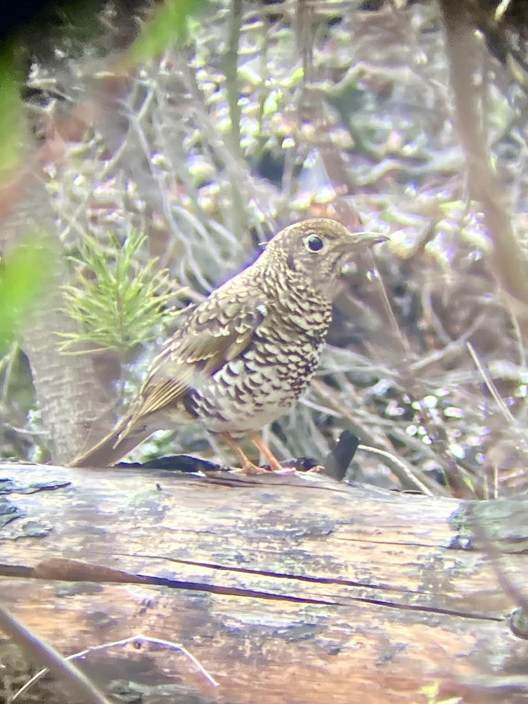 South Australian Bassian Thrush in July 2024 by Darcy Whittaker ...