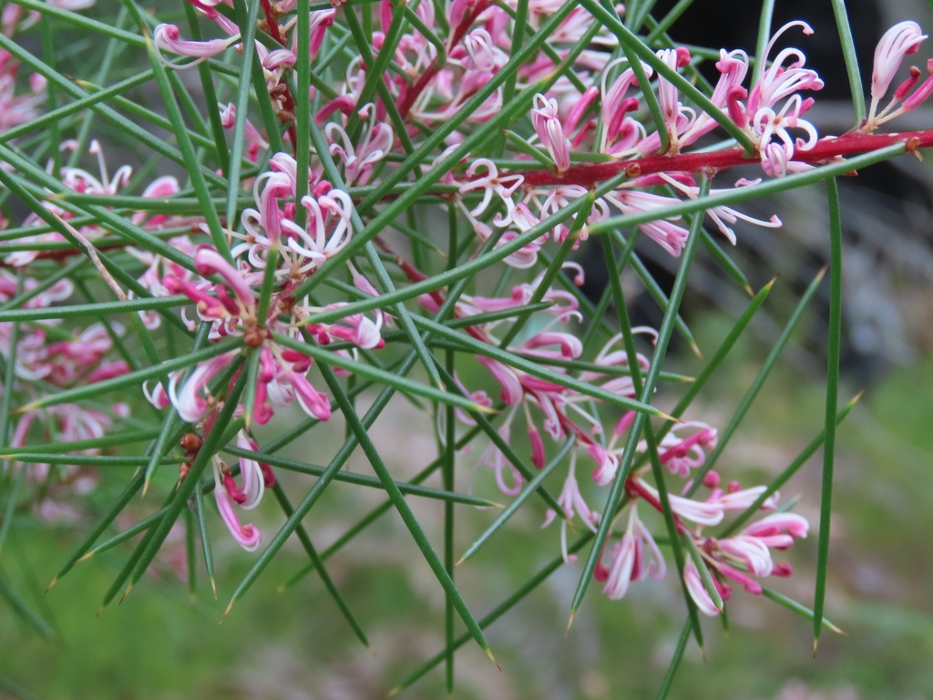 Bushy Needlewood from Bemm River VIC 3889, Australia on August 1, 2024 ...