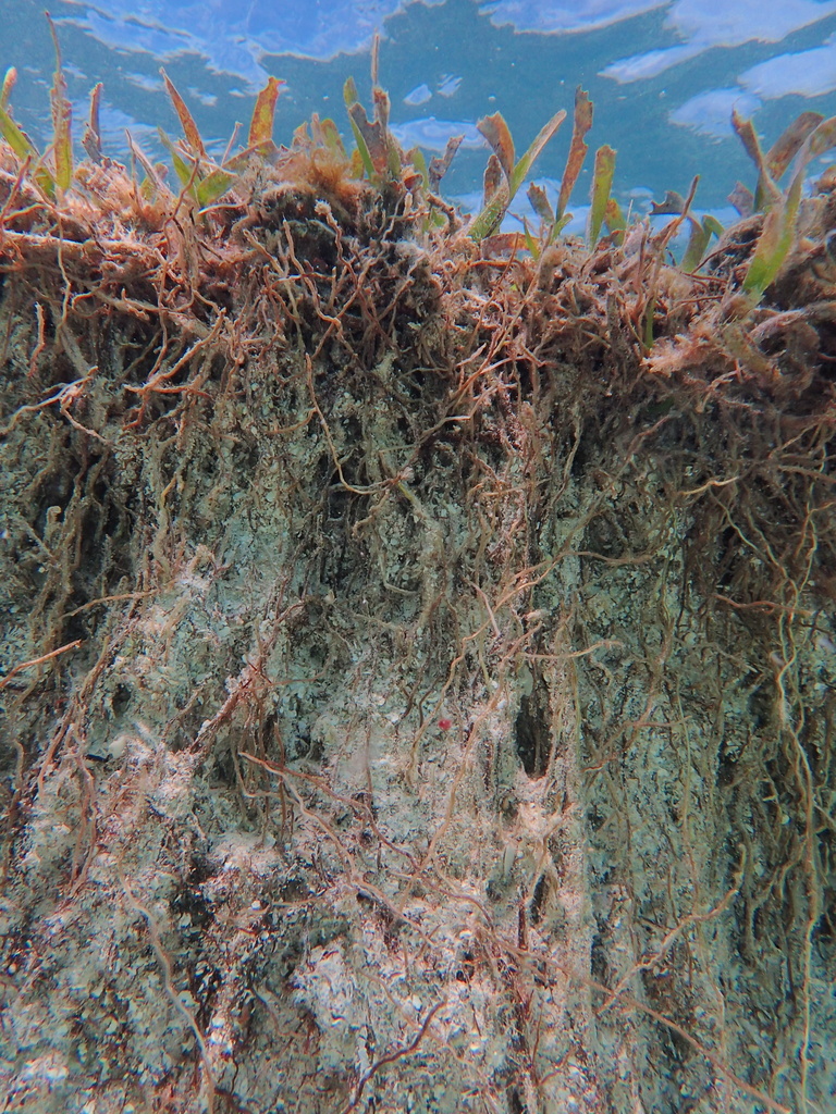Turtle Grass from Straits of Florida, US on August 1, 2024 at 04:27 AM ...