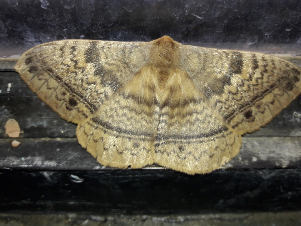 Monkey Moth from Bakrol, Gujarat 388315, India on July 28, 2024 at 11: ...