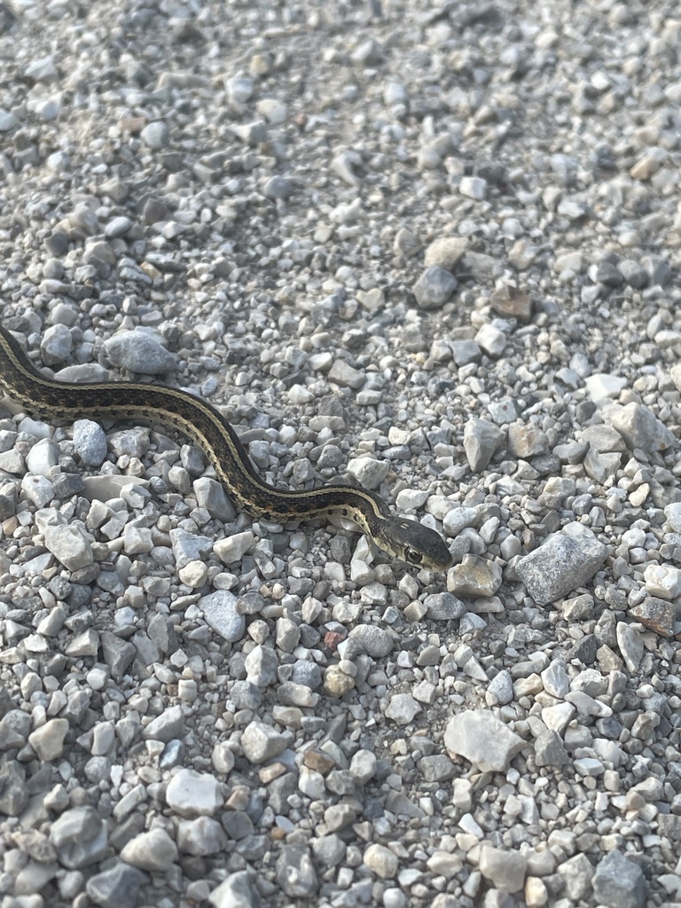 Red-sided Garter Snake from NE 60th St, Weir, KS, US on July 30, 2024 ...