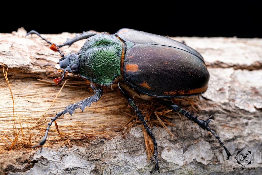 Cheirotonus jansoni from 中国海南省乐东黎族自治县 on July 25, 2024 at 06:39 PM by ...