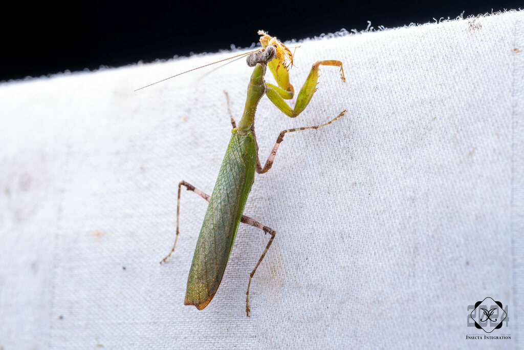 Acromantis hainana from 中国海南省乐东黎族自治县 on July 25, 2024 at 08:28 PM by ...