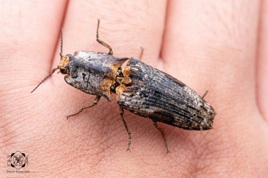 Cryptalaus larvatus from 中国海南省乐东黎族自治县 on July 25, 2024 at 10:32 PM by ...