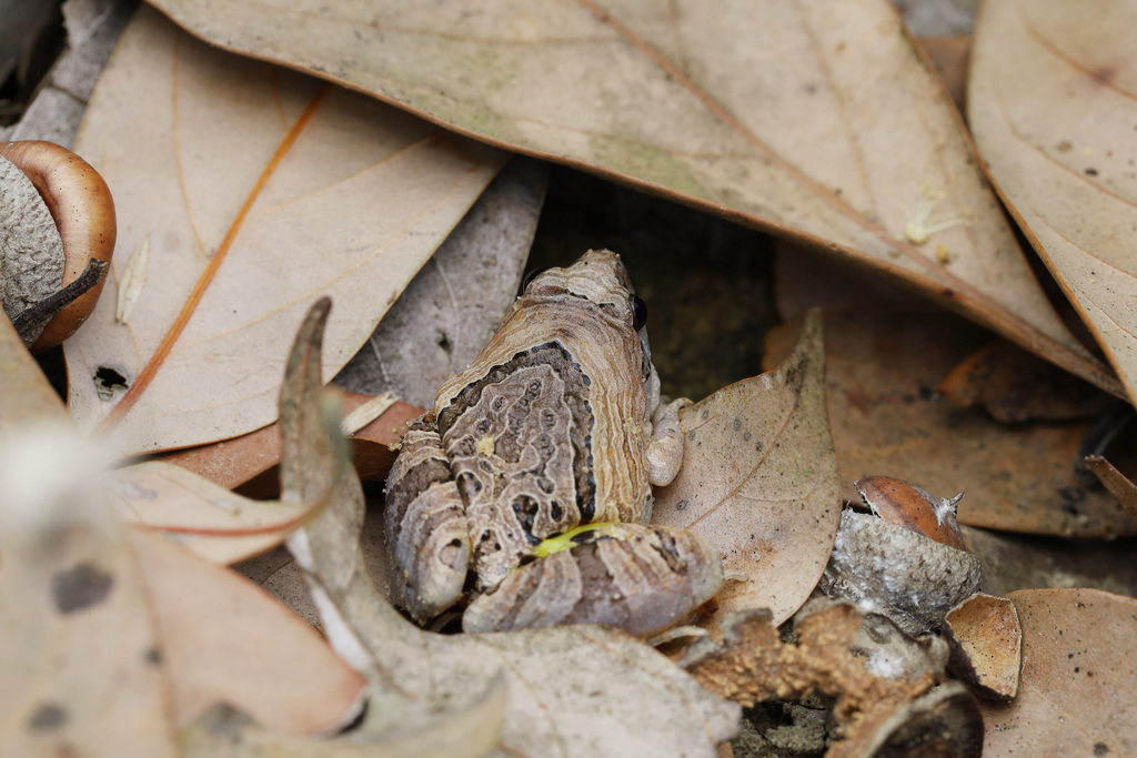 Beautiful Pygmy Frog from 中國尖峰岭国家森林公园 on April 7, 2024 by Yifei Huang ...