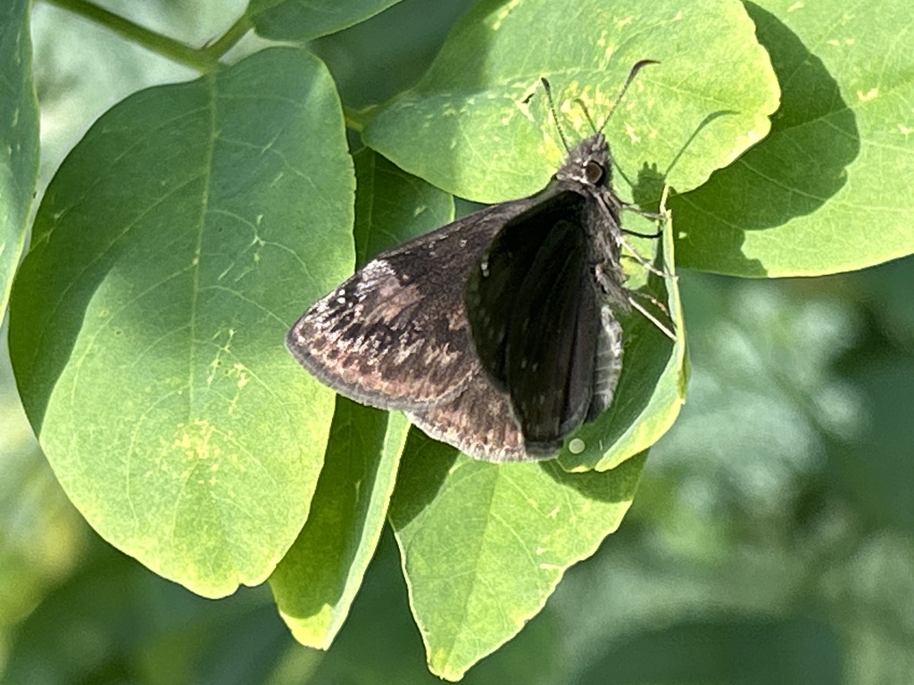 Wild Indigo Duskywing from Alpha Ridge Park, Marriottsville, MD, US on ...