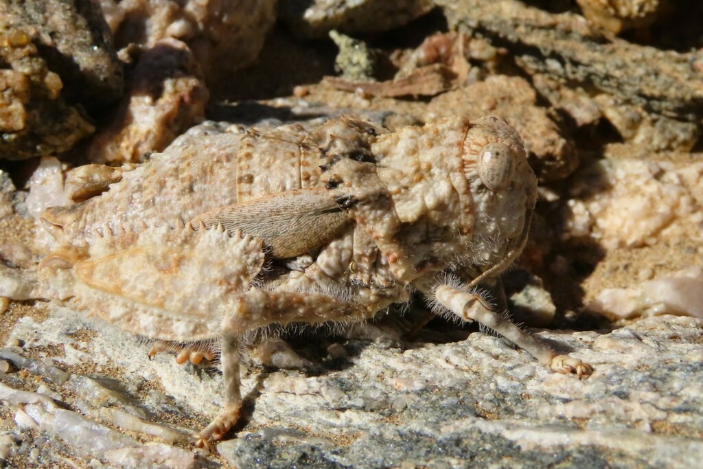 Toad Grasshopper from Karas Region, Namibia on August 2, 2024 at 10:38 ...