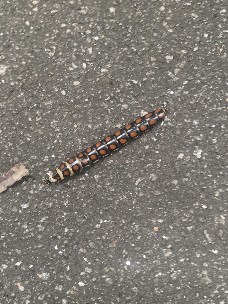 Phengodes from Pisgah National Forest, Old Fort, NC, US on August 1 ...