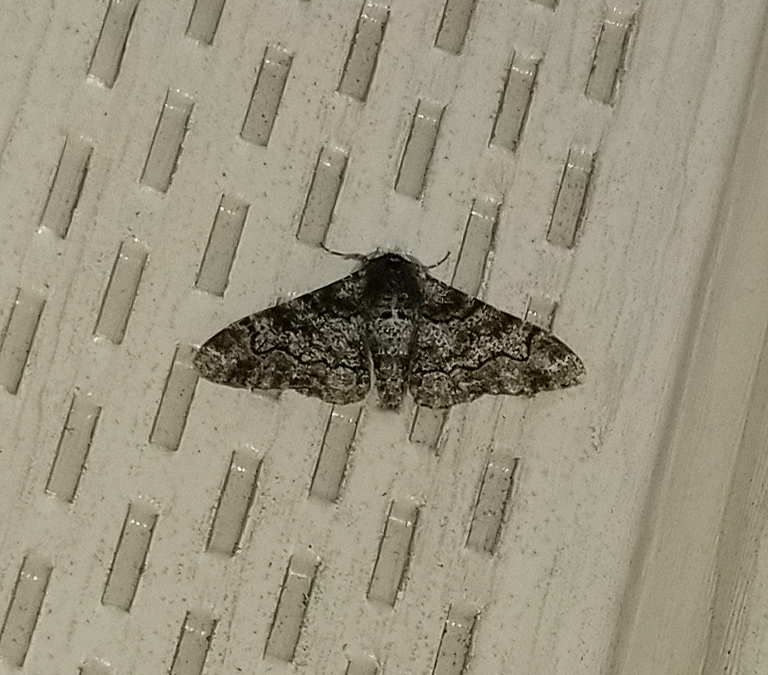 Peppered Moth from Fentress County, TN, USA on August 2, 2024 at 08:35 ...