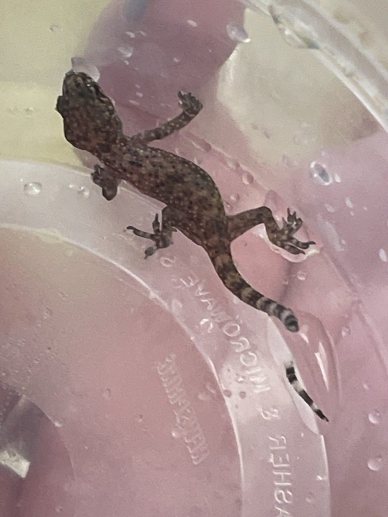 Mediterranean House Gecko from N Avenue C, Cross Plains, TX, US on ...