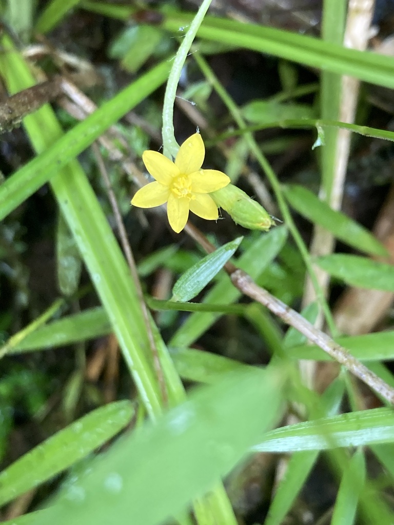 coquí from El Yunque National Forest, Río Grande, PR, US on August 2 ...