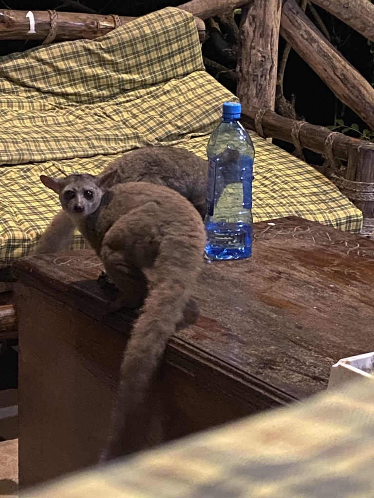 White-tailed Small-eared Galago from Ali Barbours Road, Ukunda, Kwale ...