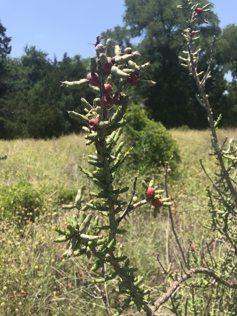 Christmas cholla from McKinney Falls State Park, Austin, TX, US on June ...