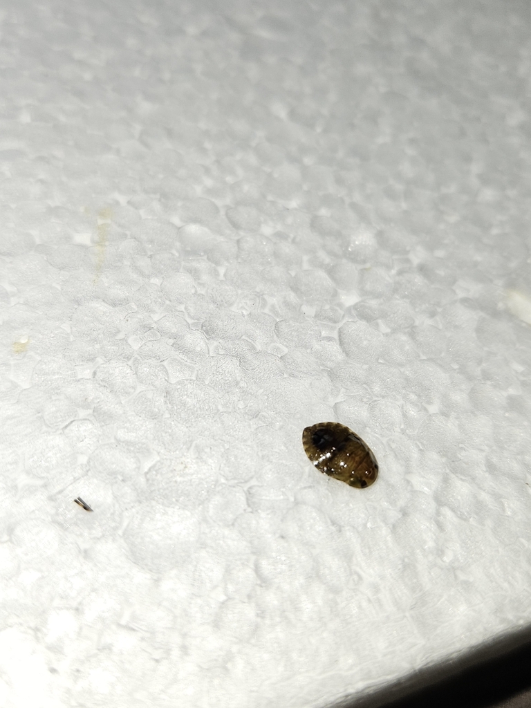 saucer bug on August 2, 2024 at 07:51 PM by Augustinus Skovgaard ...