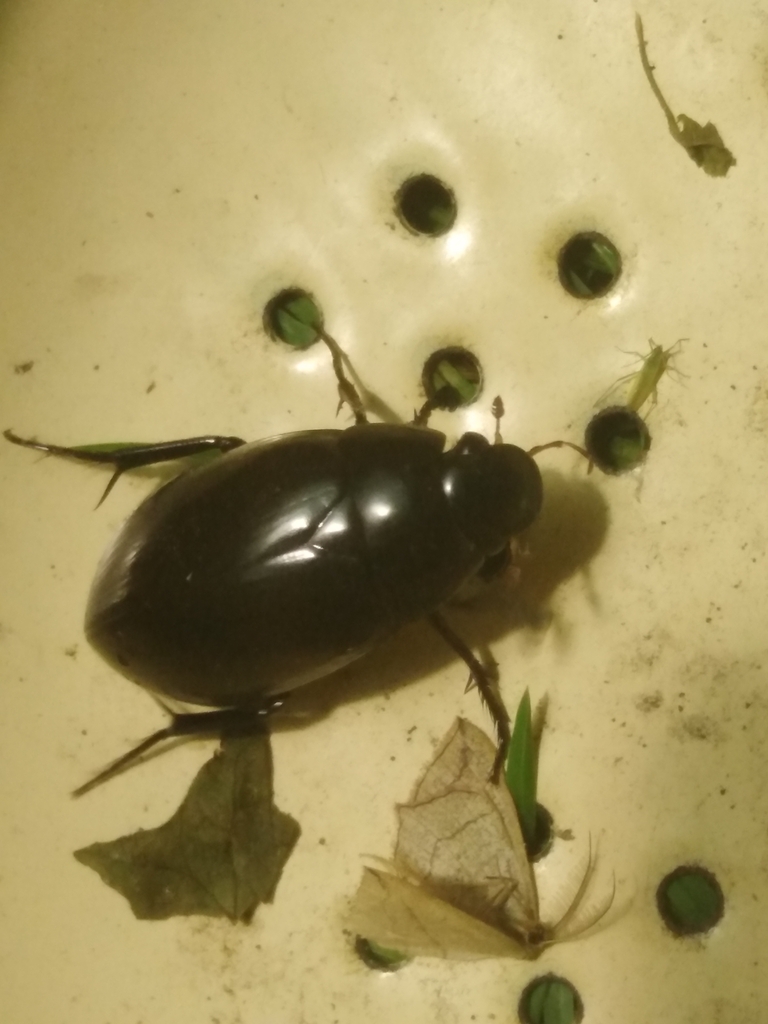 Hydrophilus aterrimus from Novoaltaysk, RU-AL, RU on August 3, 2024 at ...