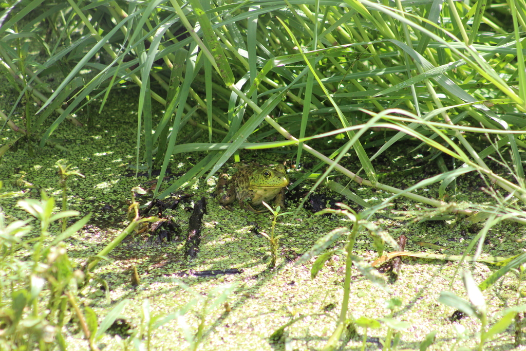 American Bullfrog from Polk County, FL, USA on August 2, 2024 at 10:39 ...