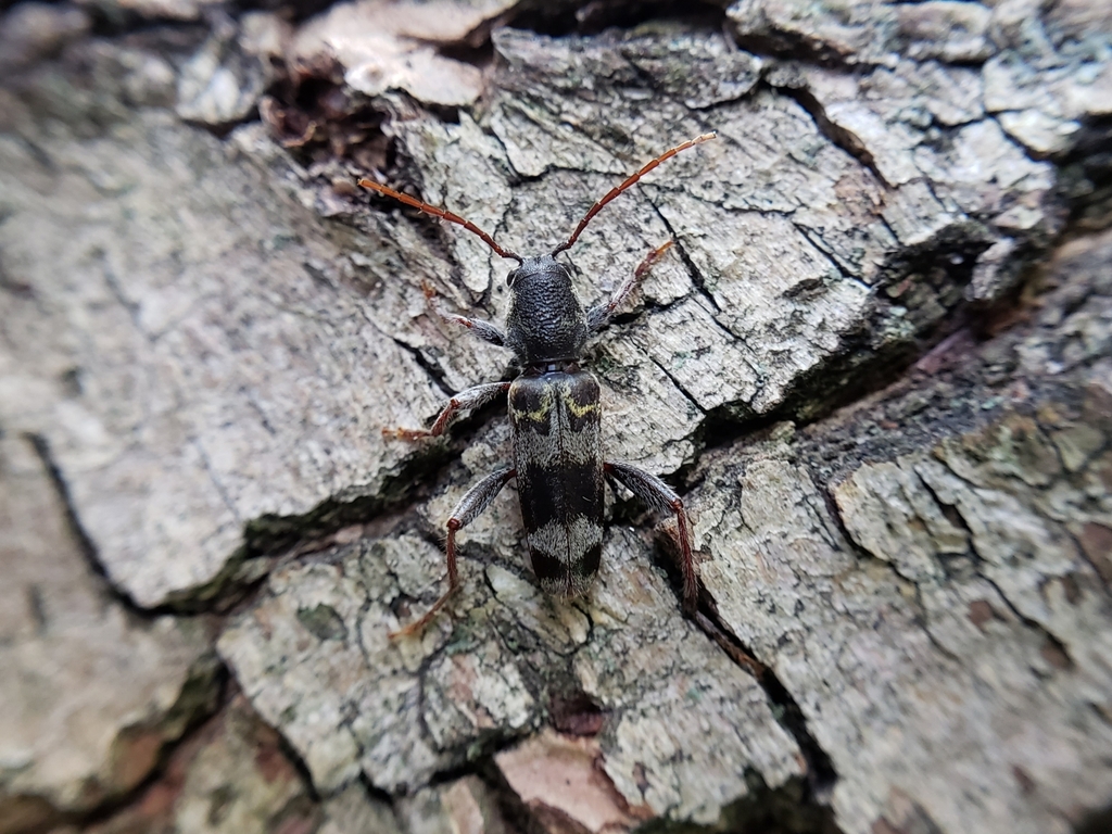 Rustic Borer from Colborne Lodge Dr at Bloor St West, Toronto, ON M6R ...