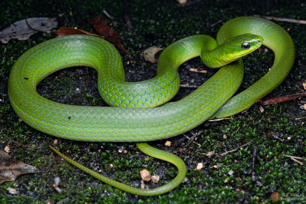 Chinese Green Snake from 中国韶关市乳源瑶族自治县 邮政编码: 512727 on May 22, 2024 at ...