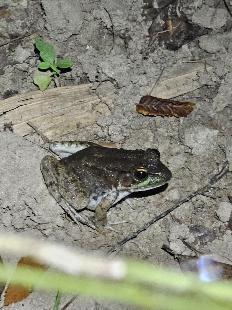 Green Frog in August 2024 by ilikebugss · iNaturalist
