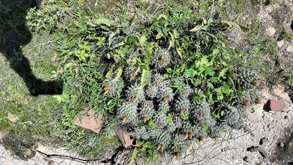 Coryphantha octacantha from 42439 Hgo., México on August 2, 2024 at 02: ...