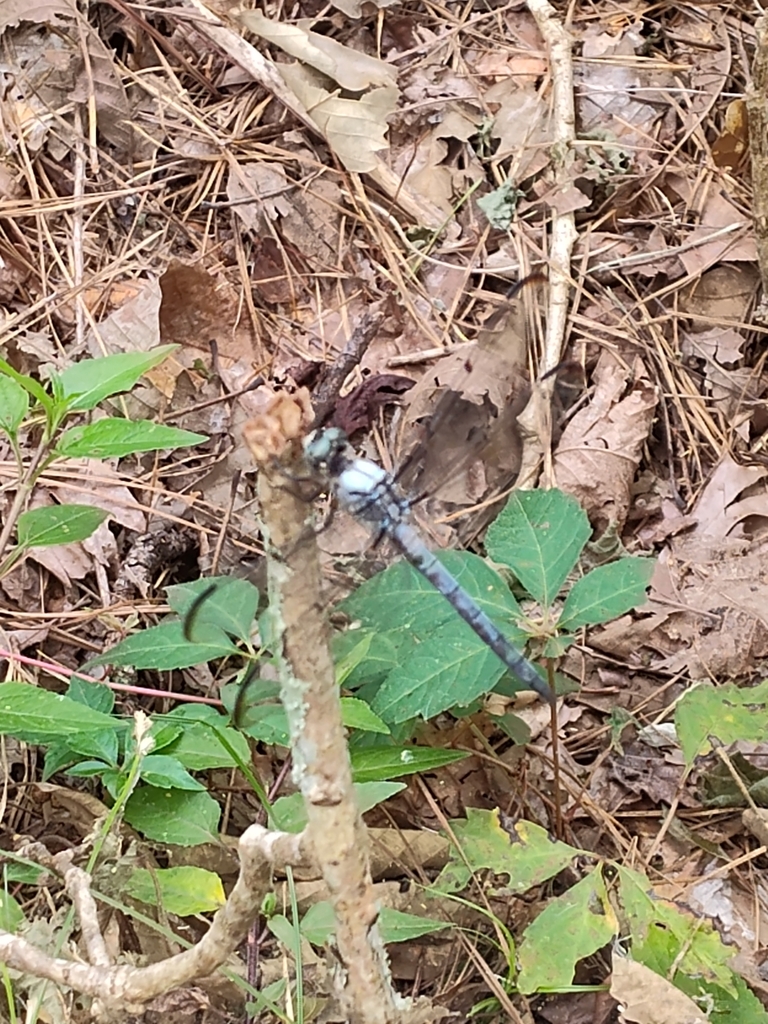 Great Blue Skimmer from Tickfaw, LA 70466, USA on August 2, 2024 at 02: ...