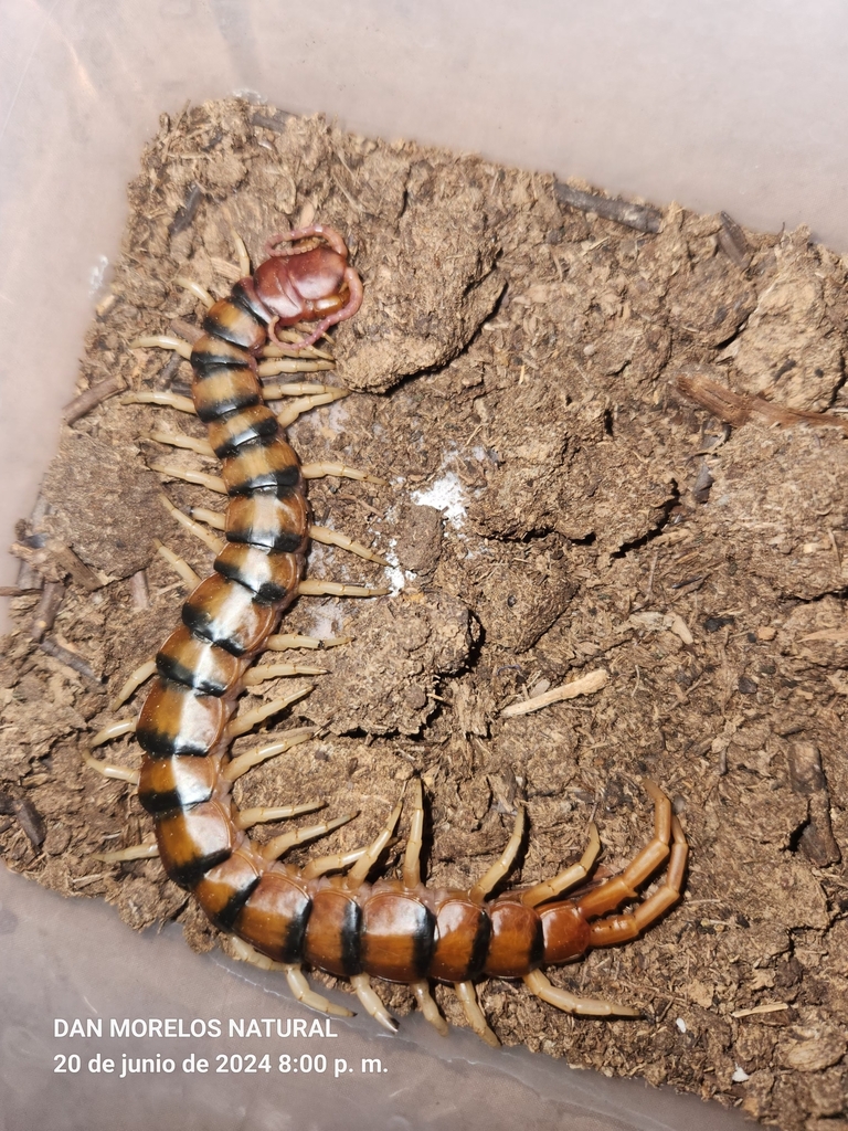 Giant Centipedes from 62710 Anenecuilco, Mor., México on June 20, 2024 ...