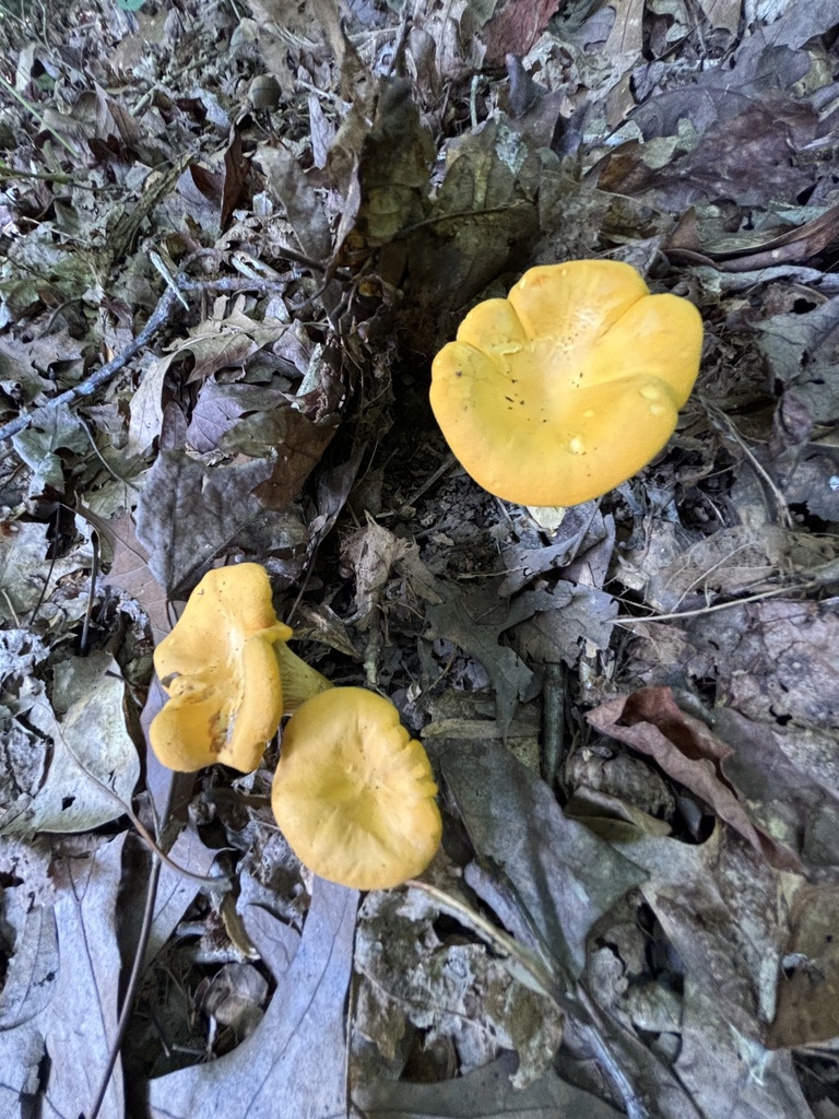 Fungi Including Lichens from Lake Michael, Mebane, NC, US on August 2 ...